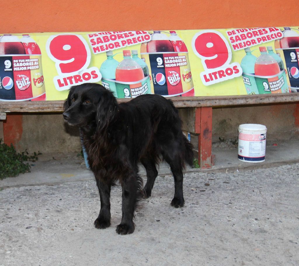 Chile Stray Animals – Gem's Photos and Videos